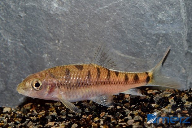 Zierfischgroßhandel Merz - Dicklippenbarbe